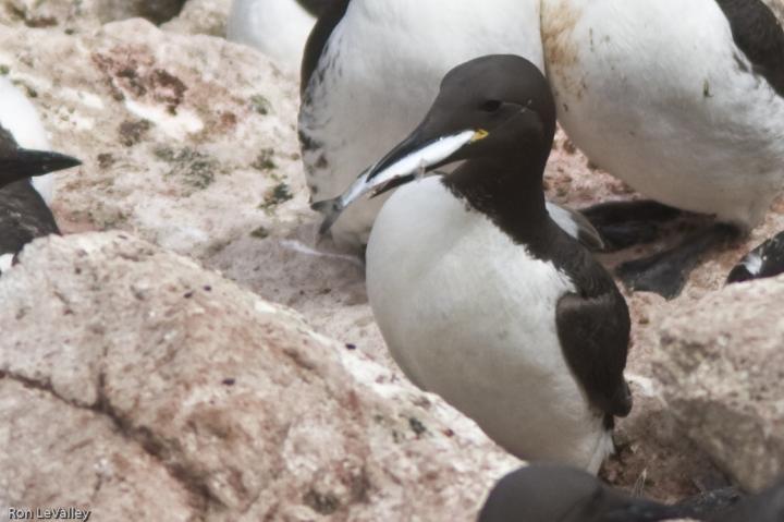 Common Murre [IMAGE] | EurekAlert! Science News Releases