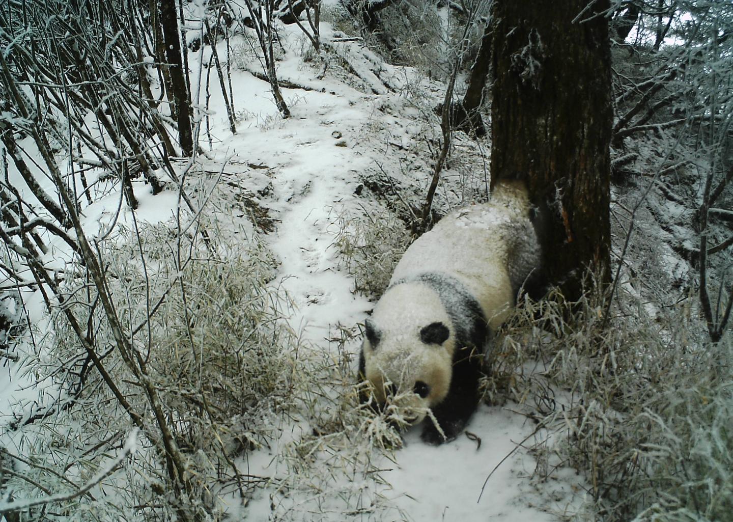 Panda Scent marking [IMAGE] | EurekAlert! Science News Releases