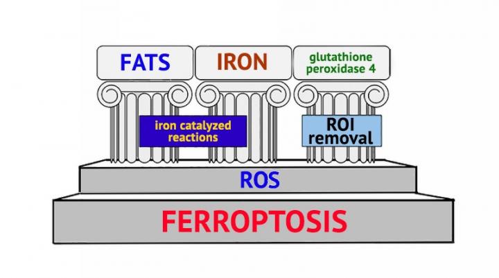Ferroptosis [IMAGE] | EurekAlert! Science News Releases