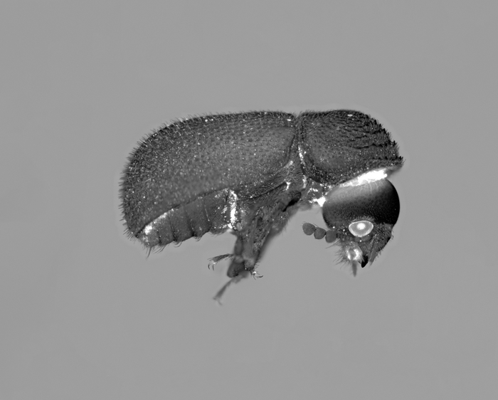 The powderpost beetle Dinoderu [IMAGE] | EurekAlert! Science News Releases