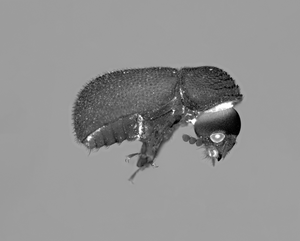 The powderpost beetle Dinoderu [IMAGE] | EurekAlert! Science News Releases