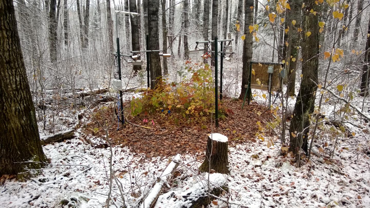 Climate change: Soil animals cannot explain s | EurekAlert!