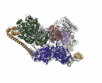 TFIIH Structure [IMAGE] | EurekAlert! Science News Releases