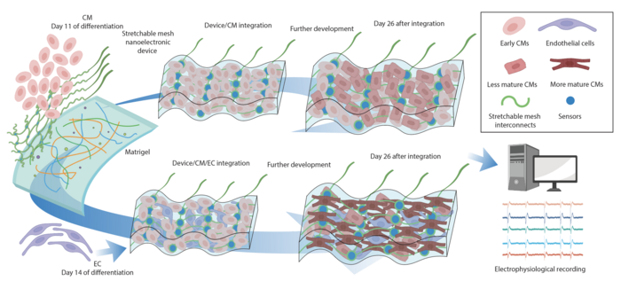 Stem cell-derived cardiomyocyt [IMAGE] | EurekAlert! Science News Releases