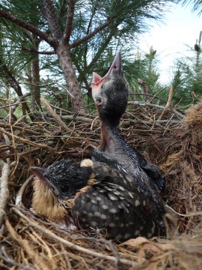 Crows, Cuckoos and the Occasional Benefits of | EurekAlert!