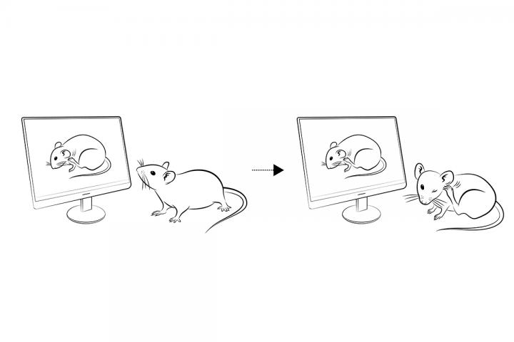 Itchy Mouse Cartoon [IMAGE] | EurekAlert! Science News Releases