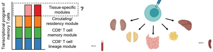 Comparing different tissue env [IMAGE] | EurekAlert! Science News Releases