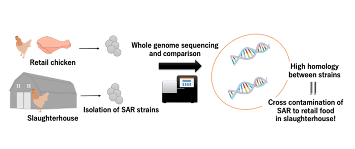 Staphylococcus argenteus in sl [IMAGE] | EurekAlert! Science News Releases