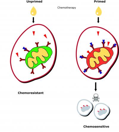 Why Chemotherapy Targets Some [IMAGE] | EurekAlert! Science News Releases
