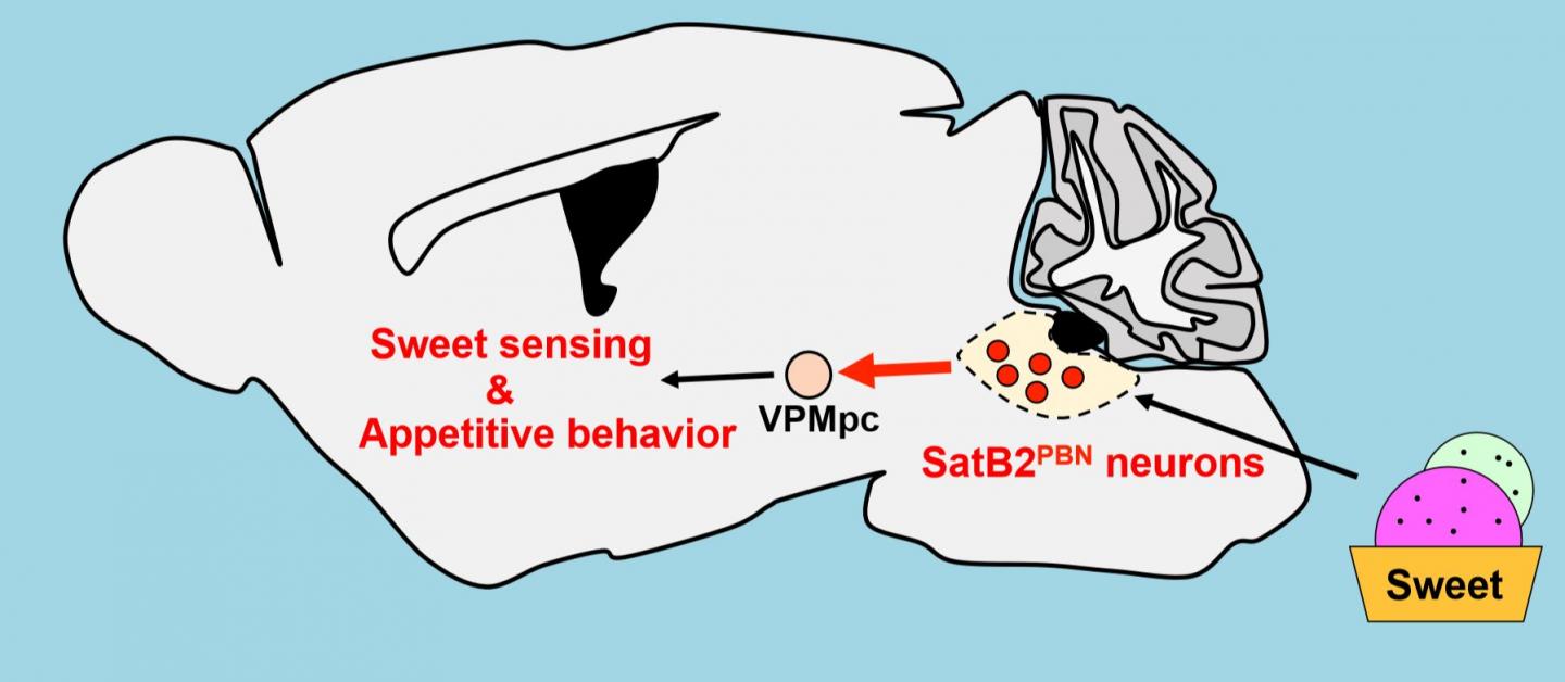 SatB2-Expressing Neurons Local [IMAGE] | EurekAlert! Science News Releases
