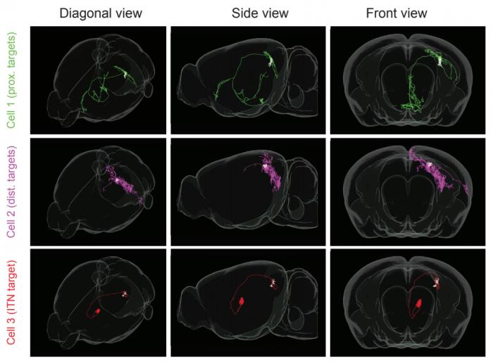Pyramidal Cells [IMAGE] | EurekAlert! Science News Releases