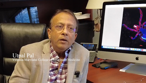 Part 1 Low Res Utpal Pal Tick [VIDEO] | EurekAlert! Science News Releases