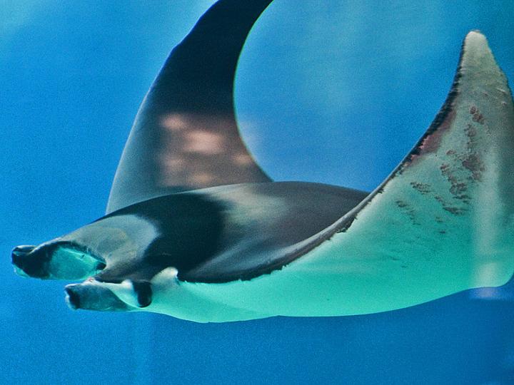 Devil Ray [IMAGE] | EurekAlert! Science News Releases