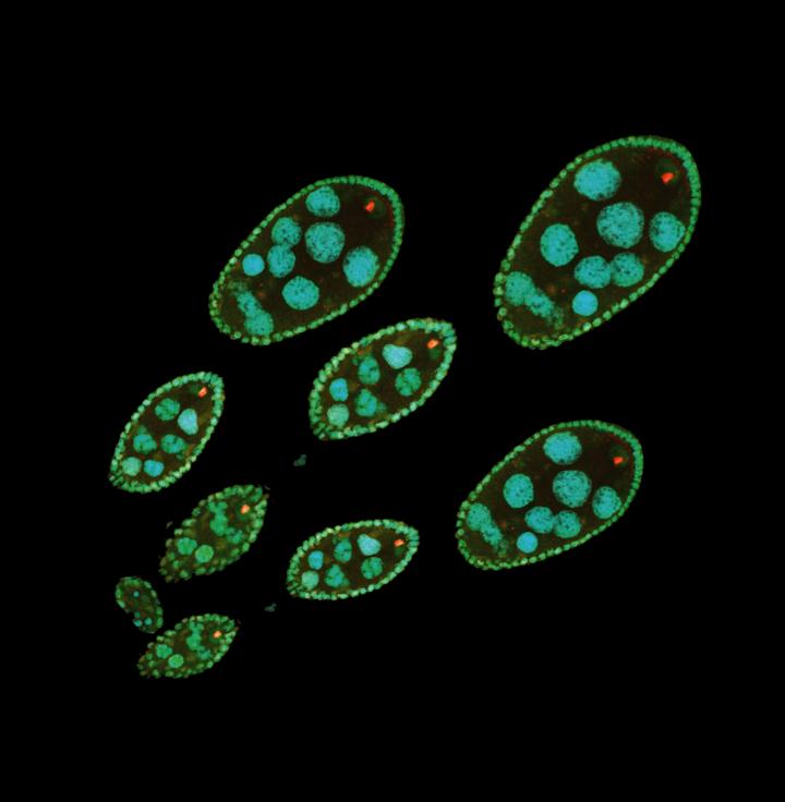 Immunofluorescent Staining of [IMAGE] | EurekAlert! Science News Releases