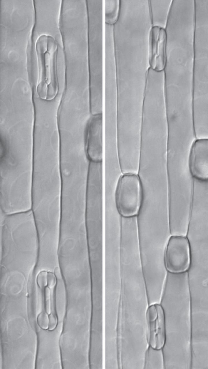 The Recipe for Especially Efficient Stomata ( | EurekAlert!