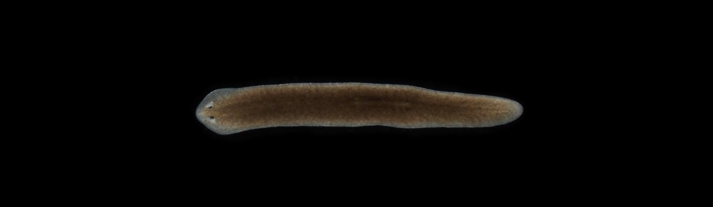 Planarian [IMAGE] | EurekAlert! Science News Releases