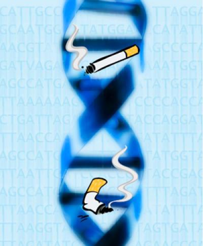 DNA Variants, Smoking Risk and [IMAGE] | EurekAlert! Science News Releases