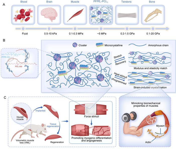 Multifunctional artificial mus [IMAGE] | EurekAlert! Science News Releases