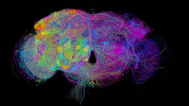 Complete fly brain imaged at nanoscale resolu | EurekAlert!