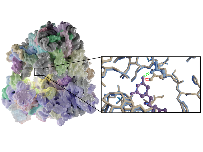 Ribosome with binding site (in [IMAGE] | EurekAlert! Science News Releases