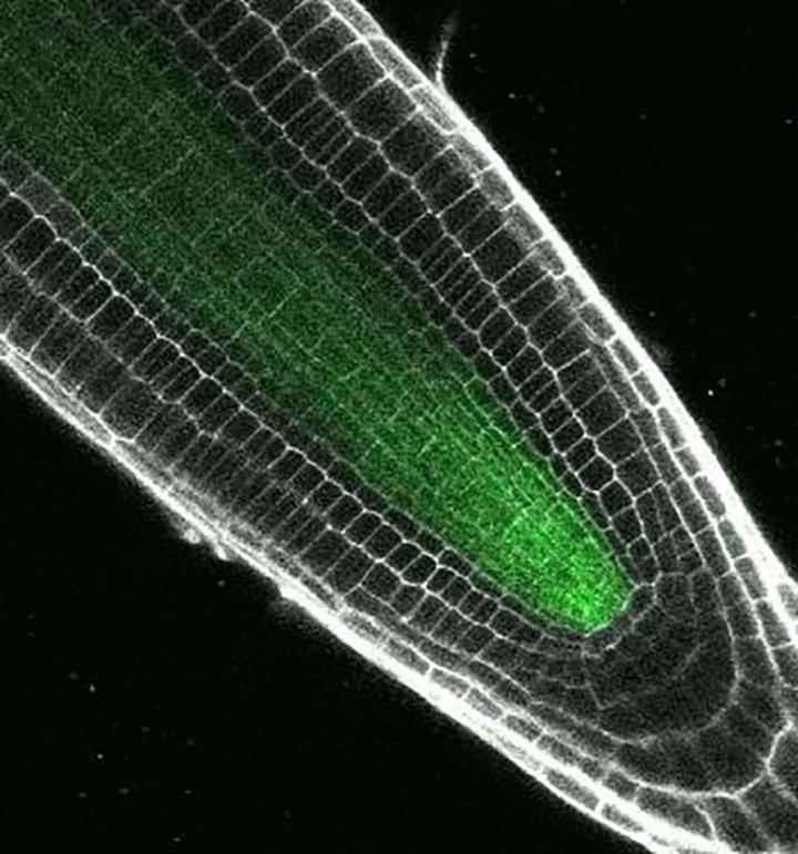 Arabidopsis Root [IMAGE] | EurekAlert! Science News Releases