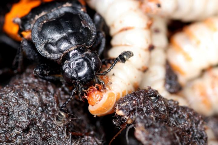 Burying beetles [IMAGE] | EurekAlert! Science News Releases