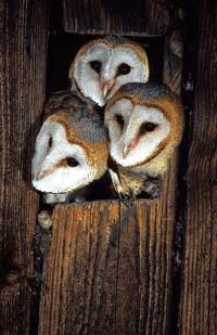 Age is more than a number -- in barn owls, it | EurekAlert!