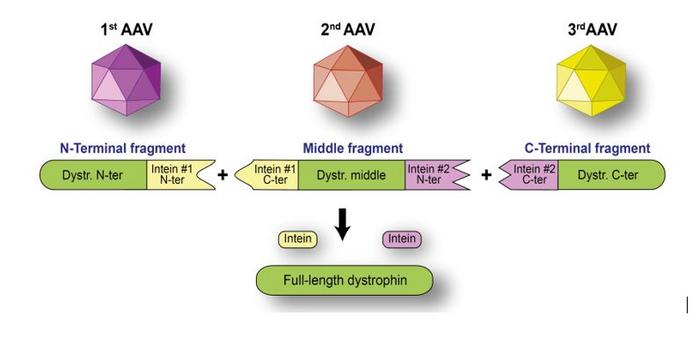Multi-shuttle system to delive [IMAGE] | EurekAlert! Science News Releases
