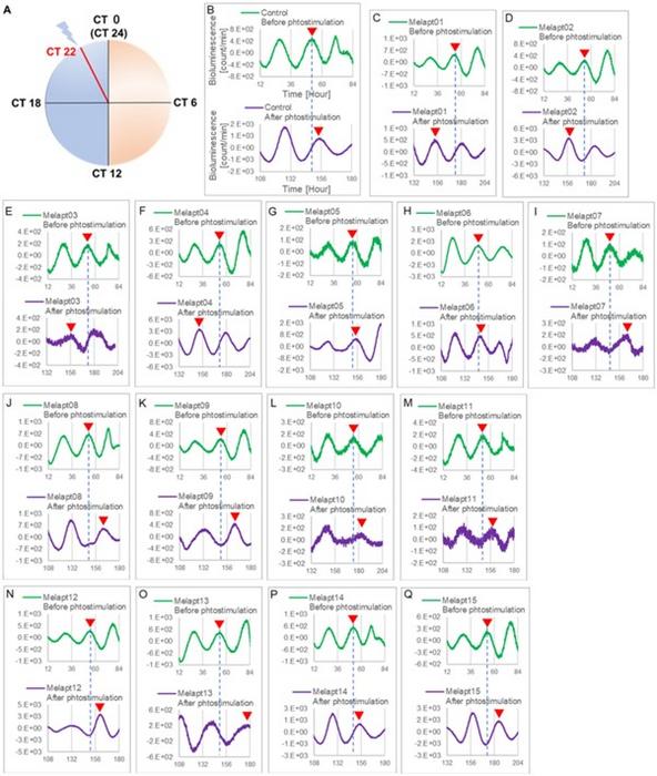 Fig. 3. Title: Changes in Per2 [IMAGE] | EurekAlert! Science News Releases