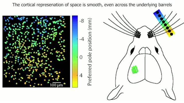 A mouse's view of the world, seen through its | EurekAlert!