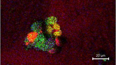 Cell Sample [IMAGE] | EurekAlert! Science News Releases