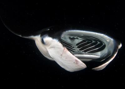 Manta Mouth [IMAGE] | EurekAlert! Science News Releases