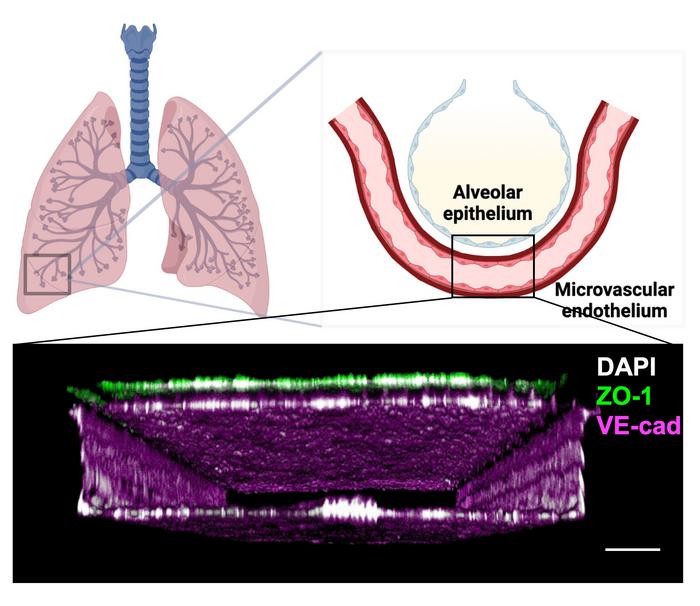 Alveolar Epithelium
