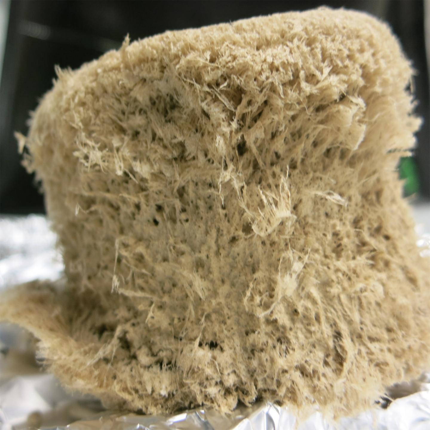 Materials research says yes to wood | EurekAlert!