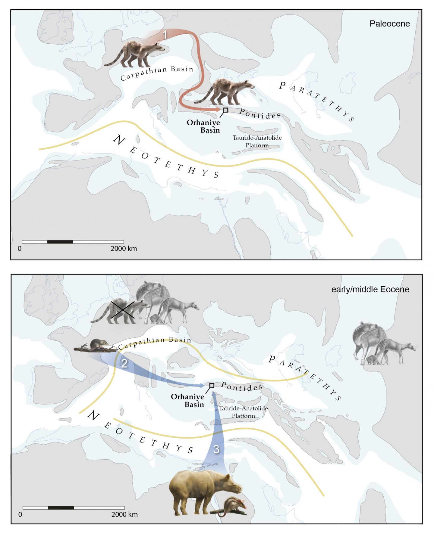 Biogeography Animals