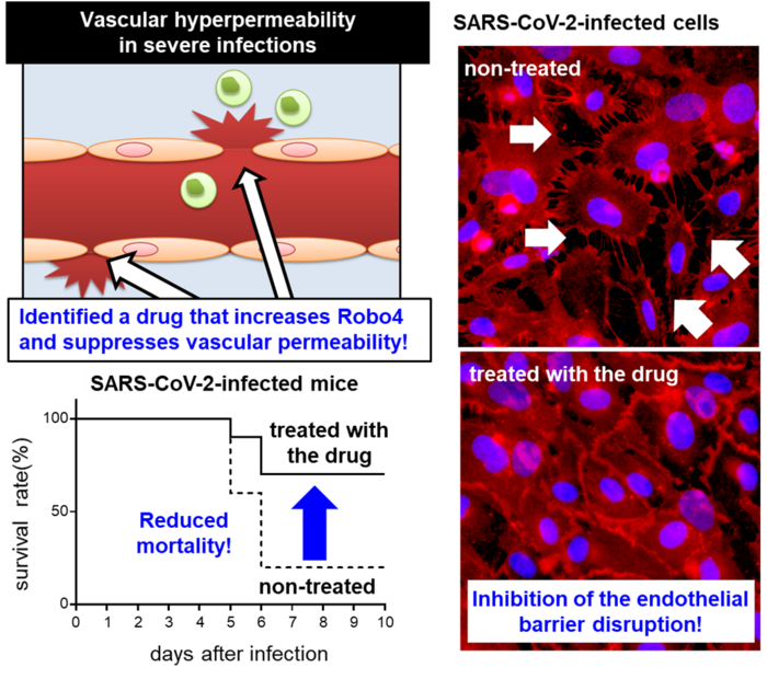 A blood vessel protein reduces mortality in i | EurekAlert!