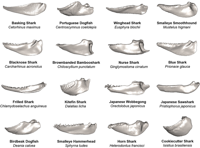 Shark jaw morphologies [IMAGE] | EurekAlert! Science News Releases