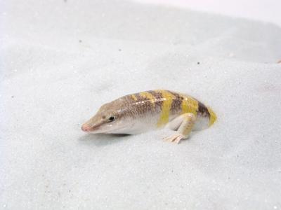 Swimming Through Sand (6 of 7) | EurekAlert!