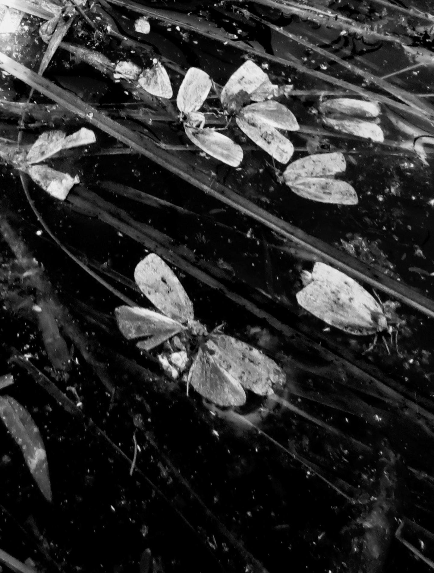 Moths in mud can uncover prehistoric secrets | EurekAlert!