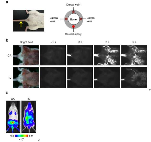 Caudal Artery (CA) Injection E [IMAGE] | EurekAlert! Science News Releases