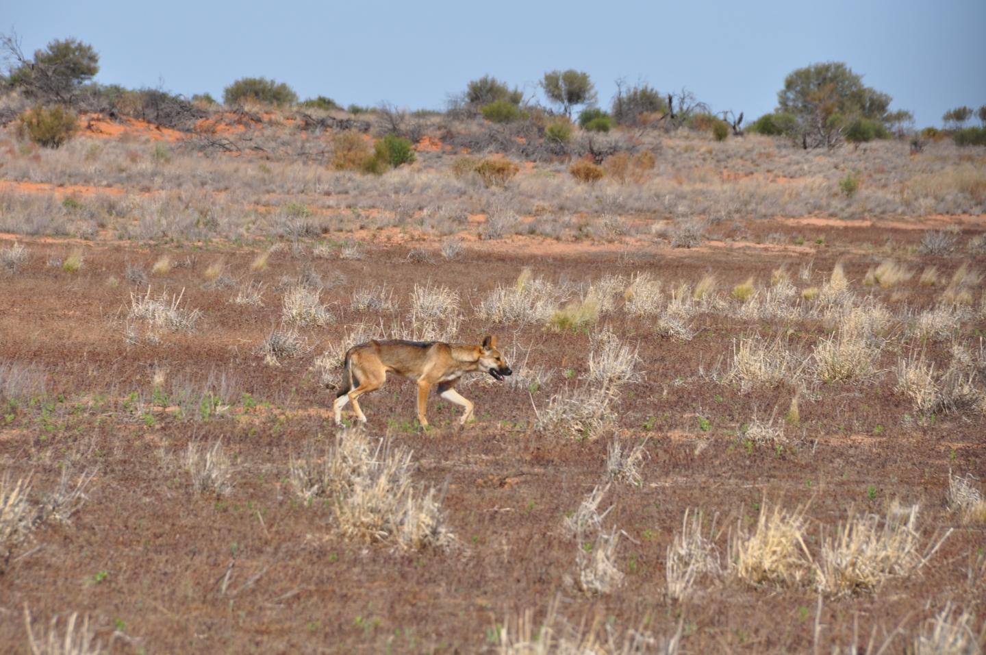 Dingo [IMAGE] | EurekAlert! Science News Releases