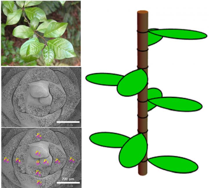 Orixate Pattern Leaf Arrangeme [IMAGE] | EurekAlert! Science News Releases