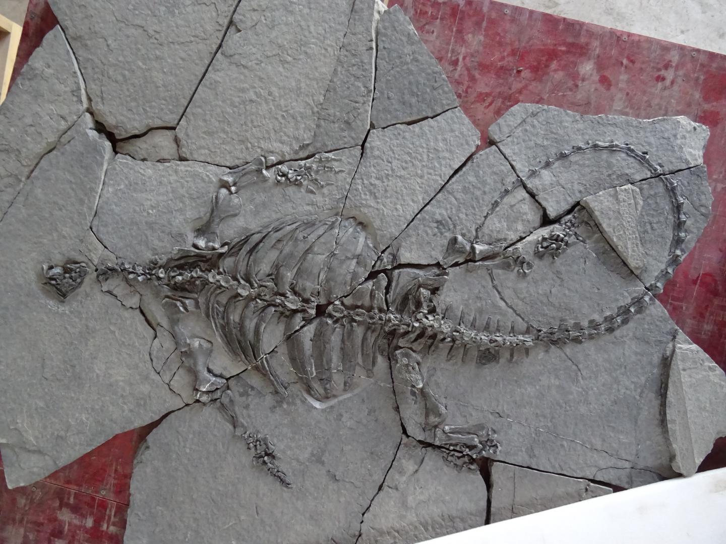 Fossil Turtle [IMAGE] | EurekAlert! Science News Releases