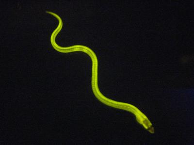 New fluorescent protein from eel revolutioniz | EurekAlert!