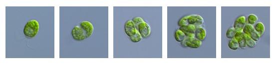 Mother Cell [IMAGE] | EurekAlert! Science News Releases