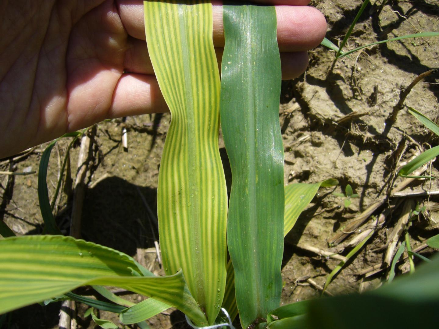 UMass Amherst biologist will study plants' ir | EurekAlert!