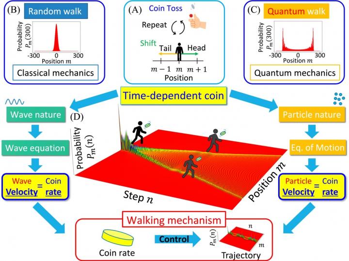 Researchers find direction decided by rate of | EurekAlert!