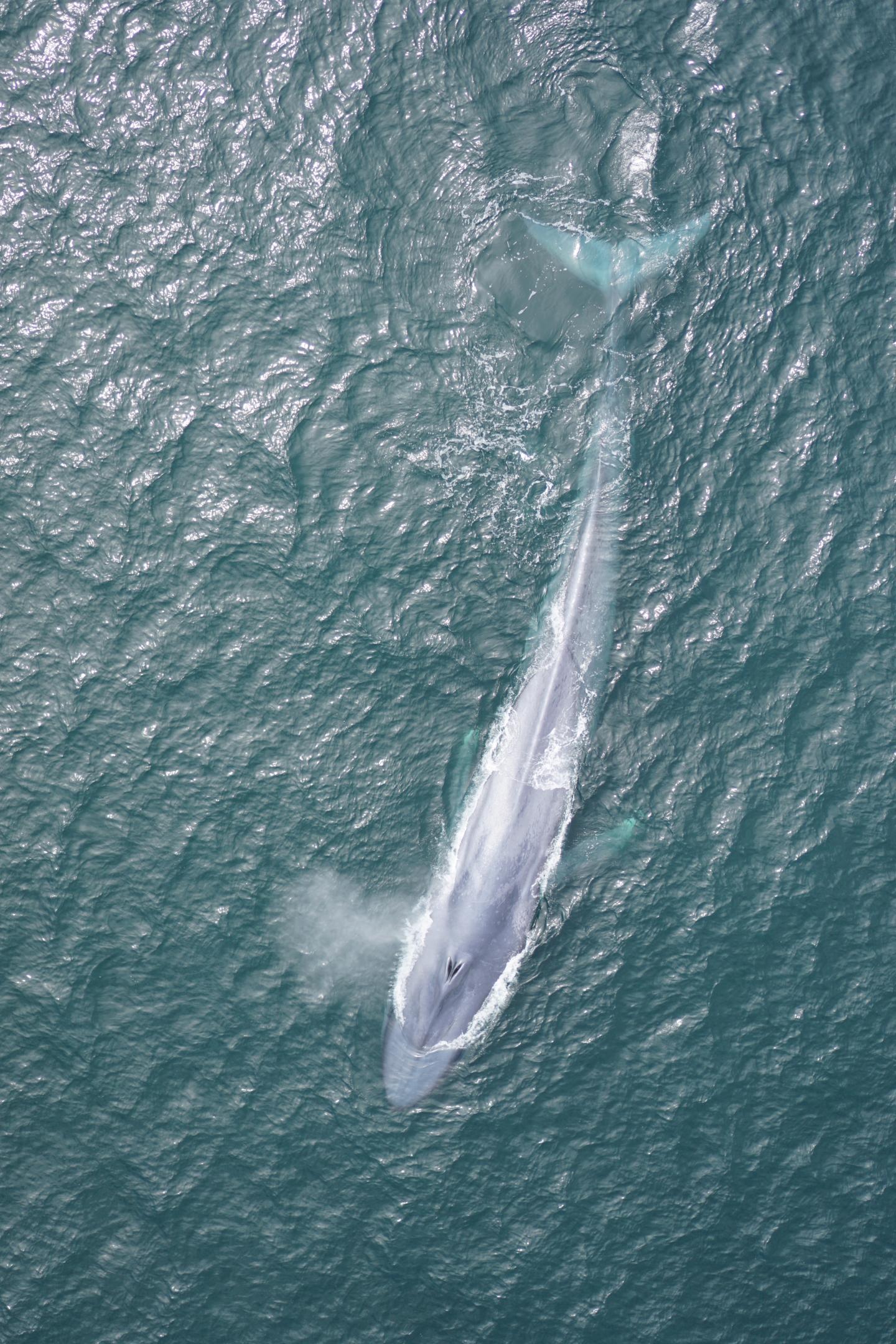A Blue Whale Migrates in the C [IMAGE] | EurekAlert! Science News Releases