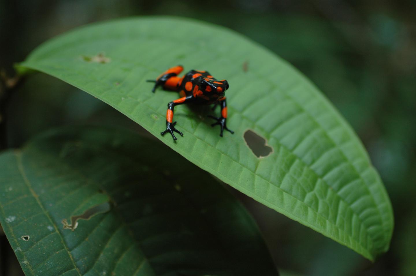 The 'Paradox' of Poisonous Frog Resistance ag | EurekAlert!