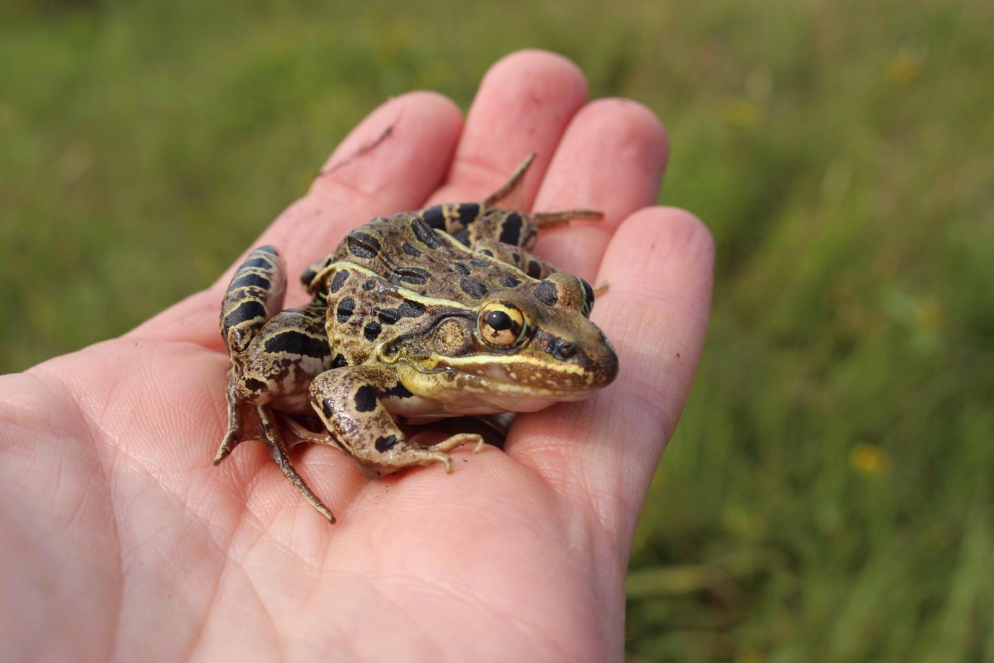 'Old-fashioned fieldwork' puts new frog speci | EurekAlert!